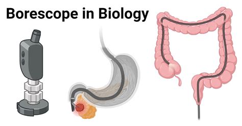 Borescope In Biology Definition Uses Limitations Borescope In Biology Definition Uses Limitations
