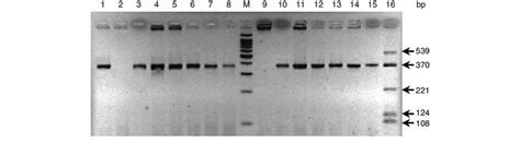 Multiplex Pcr Amplifications Obtained With Staphylococcus S