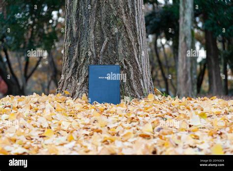 Holy Bible On Tree Trunk Outdoors In Autumn With Yellow Fallen Leaves