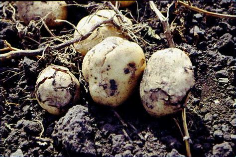 Latest News On Bacterial Ring Rot Detection Growing Produce