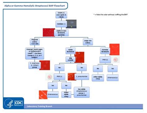 Alpha Or Gammahemolytic Streptococci On Bap Flowchart Pdf Streptococcus Gram Positive Bacteria
