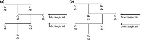 (a) Why organism O6 is actually AB (b) and how O6 could have been ab ...