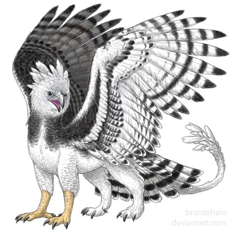 Harpy Eagle Drawing 94 Best Águila Arpía Images On Pinterest Harpy