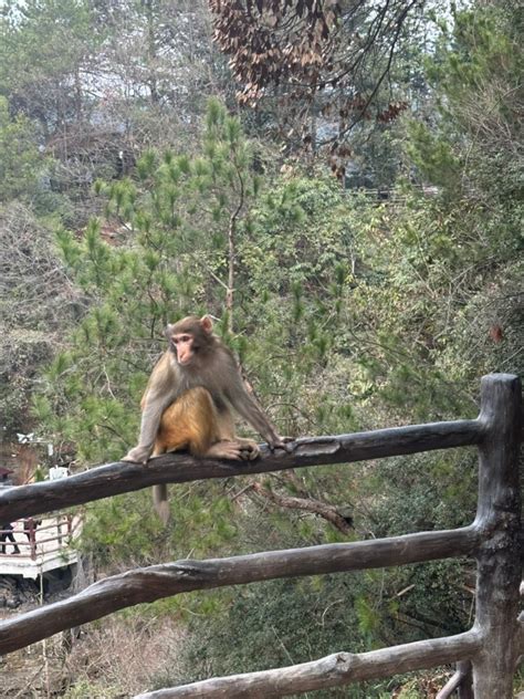 [중국 장가계] 효도관광 장가계 현지 가이드 비용 티켓 비용 장가계 자유여행 총비용 공개 자유여행 꿀팁🍯 네이버 블로그