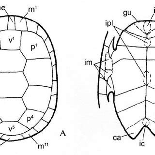 PDF Ontogenesis And Evolution Of Horny Parts Of The Turtle Shell