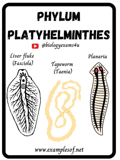 Examples Of Phylum Platyhelminthes Flat Worms Examples Animal Kingdom