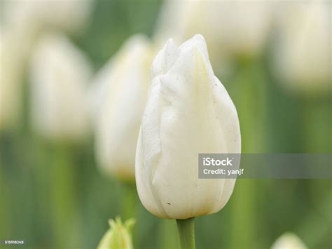 인명별 튤립 있는 아름다운 자연 부드러운 희미함 배경기술 0명에 대한 스톡 사진 및 기타 이미지 0명 3월 개체 그룹 Istock