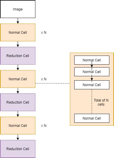 The Nasnet Outer Skeleton Download Scientific Diagram