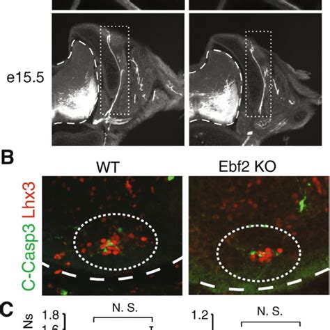 No Evidence For Axon Guidance Defects And Cleaved Caspase 3 Mediated