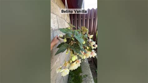 Бегония Белина Ванила (Belina Vanilla) #цветы #сад #бегонии #бегония # ...
