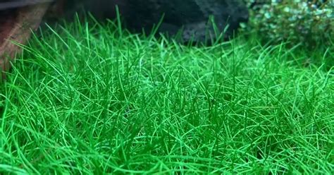 Dwarf Hairgrass Vs Mini Dwarf Hairgrass Co2 Substrate And Lights
