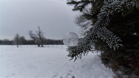 Frozen Soap Bubble On The Christmas Tree Stock Image Image Of Closeup Natural 118814177