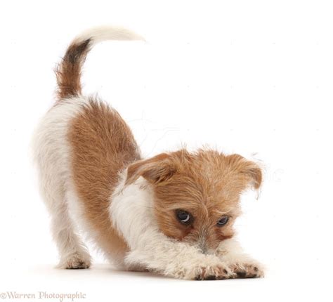 Dog Tan And White Jack Russell Terrier Puppy In Play Bow Photo Wp50331
