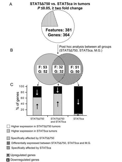 venn diagrams of genes affected by the transgenic stat5 variants