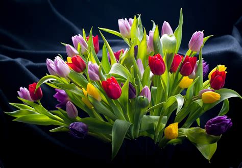 Download Colorful Tulip Colors Still Life Man Made Flower HD Wallpaper