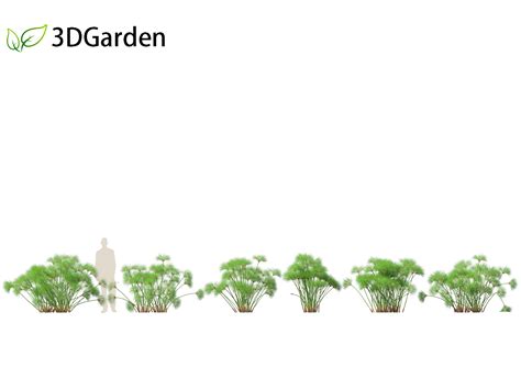 Cyperus Papyrus Bulrush 02 Grass 3d Model 3dgardenplants