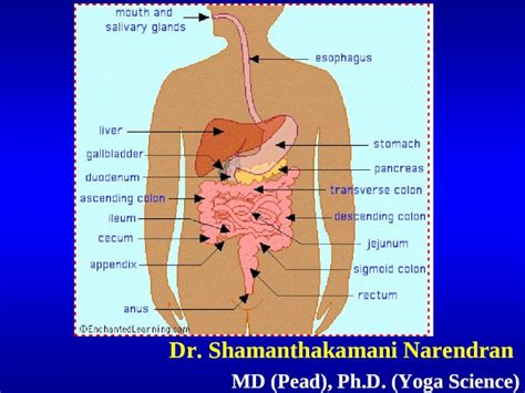 Ppt Digestive System Physiologyppt Dokumentips