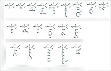 Mcat Amino Acids Diagram Quizlet