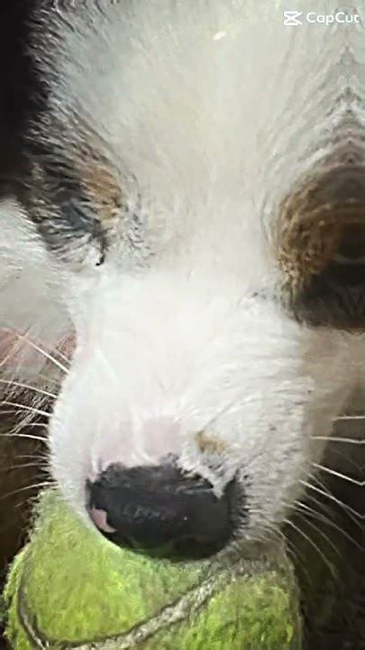 More Vids Of Pixie Youtube