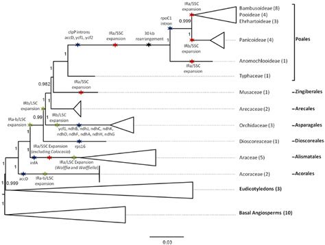 Condensed Tree Based On The Maximum Likelihood Phylogenetic Analysis Download Scientific