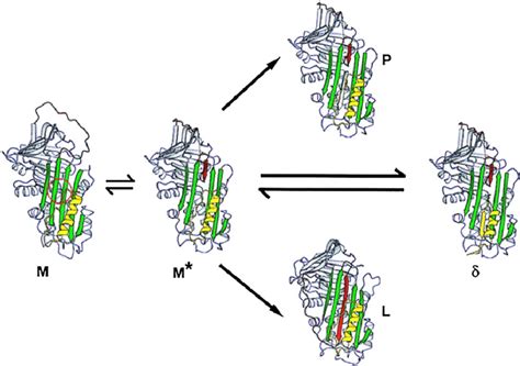 Schematic Illustration Of Conformational Transitions Of A 1