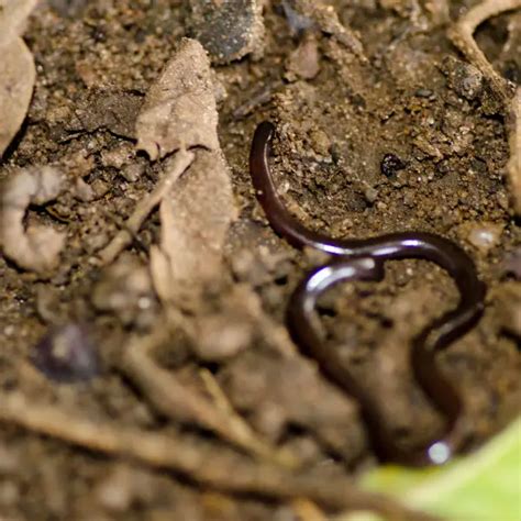 Blumentopfschlange Fakten Ernährung Lebensraum And Bilder Auf