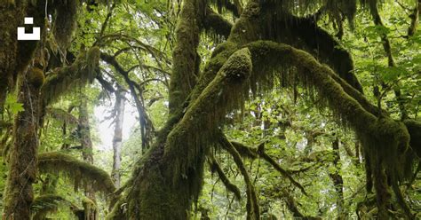 낮 동안 푸른 잔디밭에 있는 녹색과 갈색 나무 사진 Unsplash의 무료 올림픽 국립공원 이미지