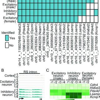 Cell Type And Sex Specificity Of Rs In The Mouse Cortex A Heatmap Of Download Scientific