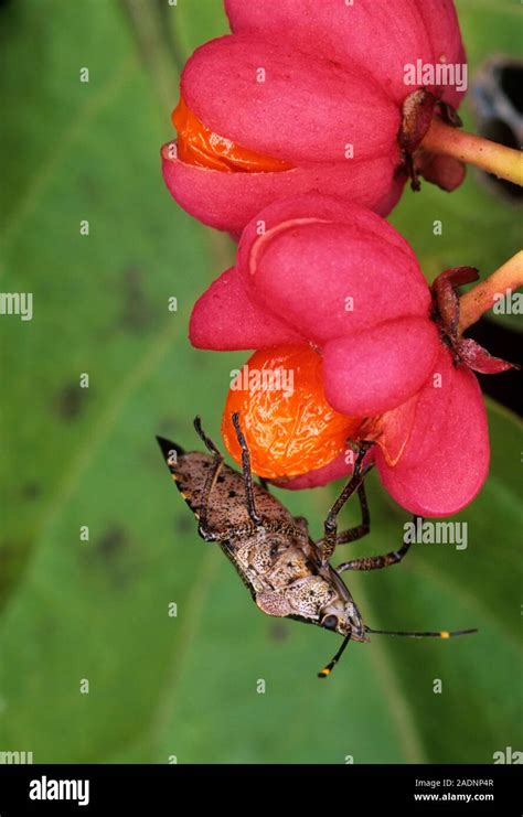 Shield Bug Hemiptera Suborder Heteroptera On The Fruit Of A Spindle