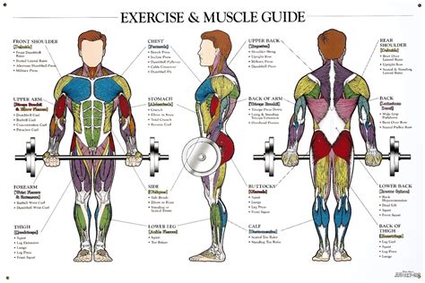 Muscle Chart Bodybuilding Pe
