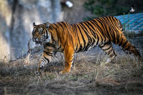 Premium Photo Zebra Tiger