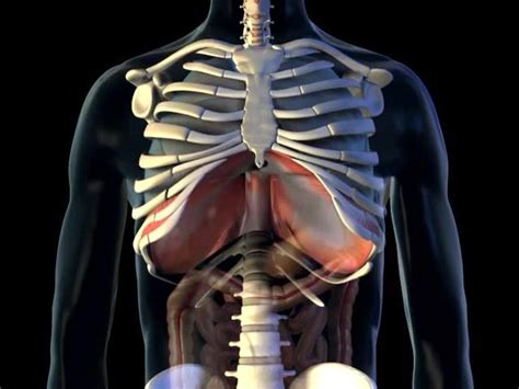 დიაფრაგმა და სუნთქვა