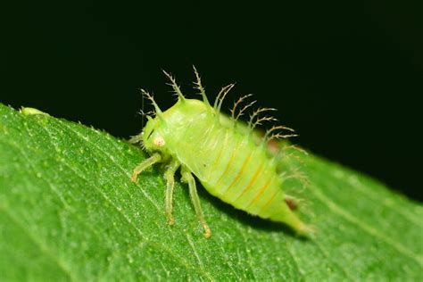 Buffalo Treehopper Nymph Project Noah Buffalo Treehopper Nymph Project Noah