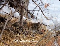 Cat Adoption Guide National Feral Cat Day