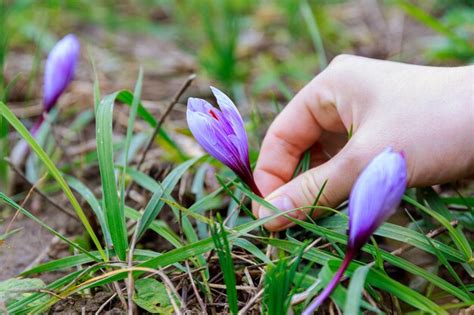 Page 2 Crocus Propagation Images Free Download On Freepik