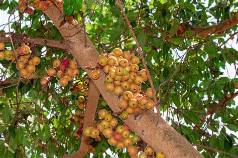 무화과 열매 무화과나무 열매 무화과 숲 열매 무화과 빨강 및 녹색 태국 과일 나무에 잘 익은 무화과 송이 0명에 대한 스톡 사진 및 기타 이미지 Istock