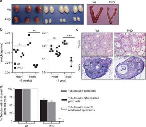 Morphological Differences In Mouse Tissues A Representative Images