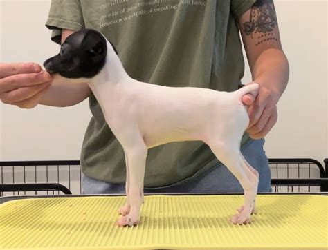 The Im Lovin It Taiga Japanese Terrier