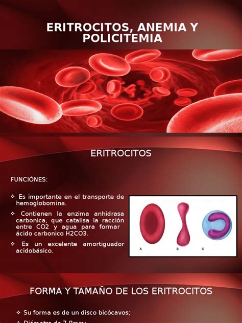 Eritrocitos Anemia Y Policitemia Offf Pdf Sangre Glóbulo Rojo