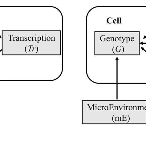 A Cellular Encoding Hypothesis A Serial Processing Of Intracellular