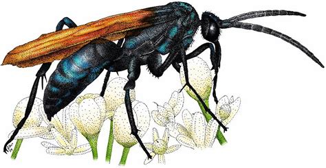 Tarantula Hawk Wasp Photograph By Roger Hall Pixels