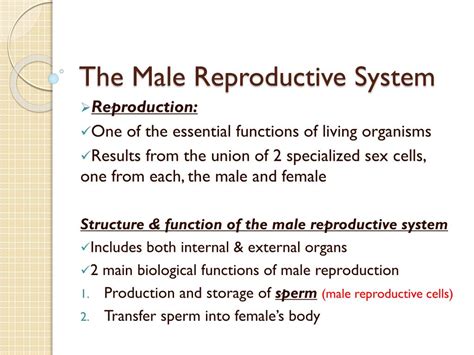 Functions Of Male Reproductive System Male Reproductive System