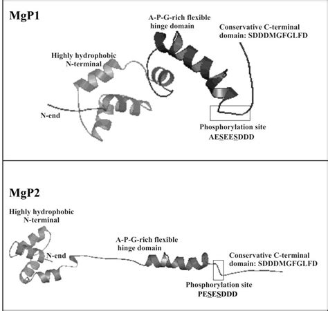 Model Structure Of The Ribosomal Proteins Mgp1 Up And Mgp2 Down Of
