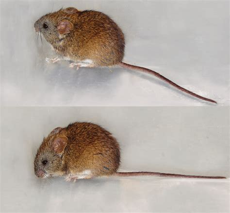 Two External Views Of A Living Adult Individual Of Phyllotis Definitus Download Scientific