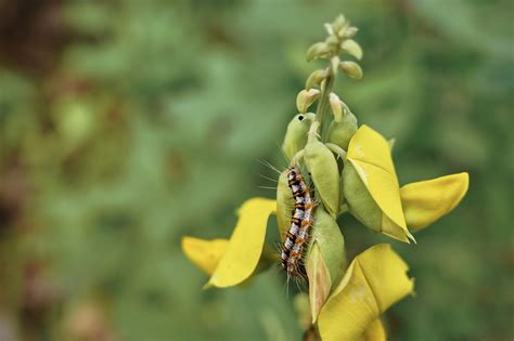 Discover How Trees Support Biodiversity — International Tree Foundation