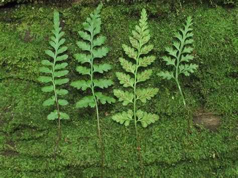 Asplenium Montanum Alchetron The Free Social Encyclopedia