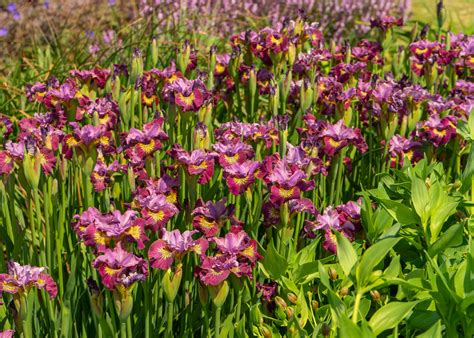 Iris Plants For Sale Perennials Great Garden Plants