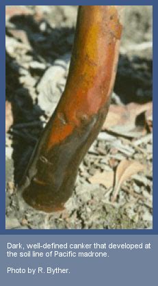 Phytophthora Cactorum College Of Agricultural Sciences