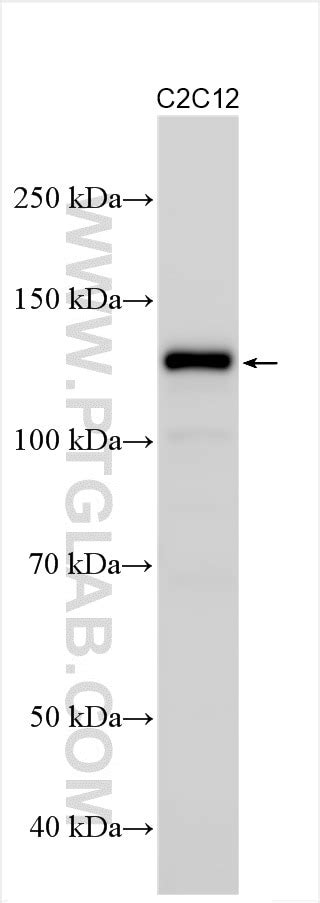 M Cadherin Antibody 29928 1 Ap Proteintech