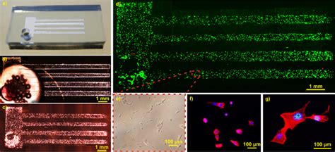 A Versatile Method Of Patterning Proteins And Cells